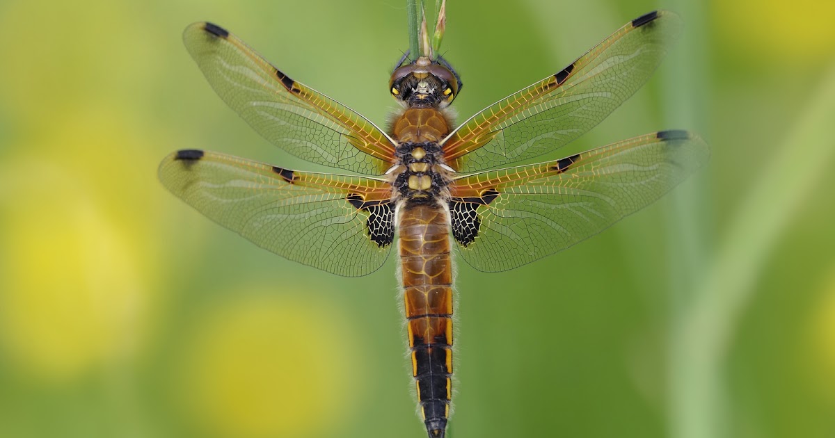 The Paxton Ranger: Dragonfly Season