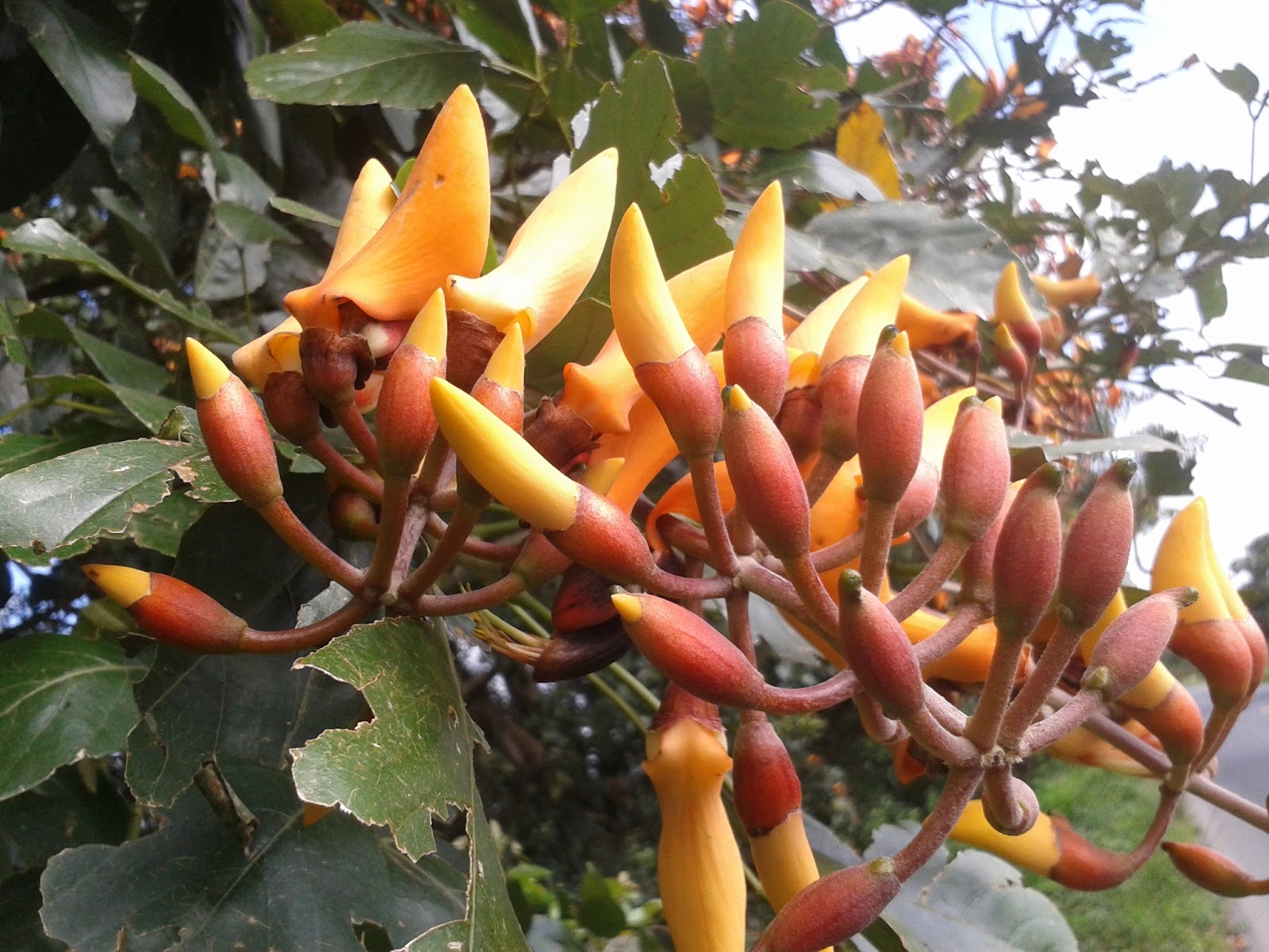 EL MONTUBIO: PALO PRIETO = Erythrina fusca