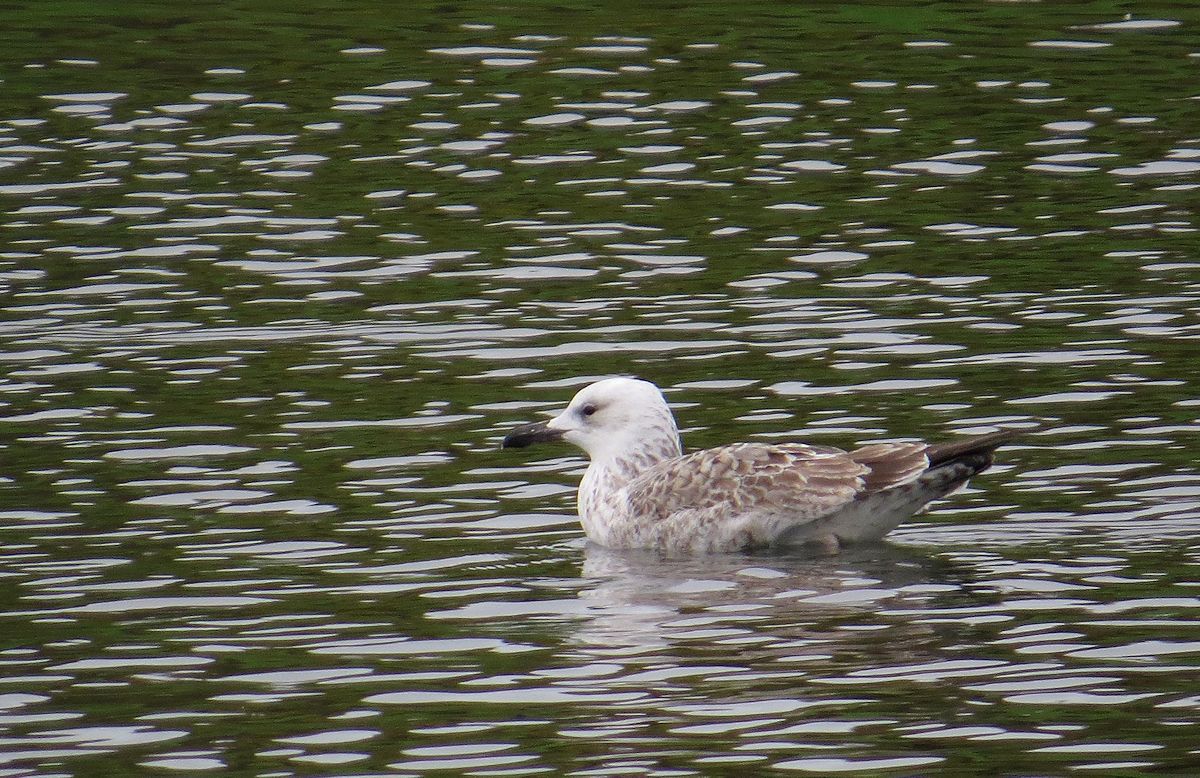 The Natural Stone: 2021