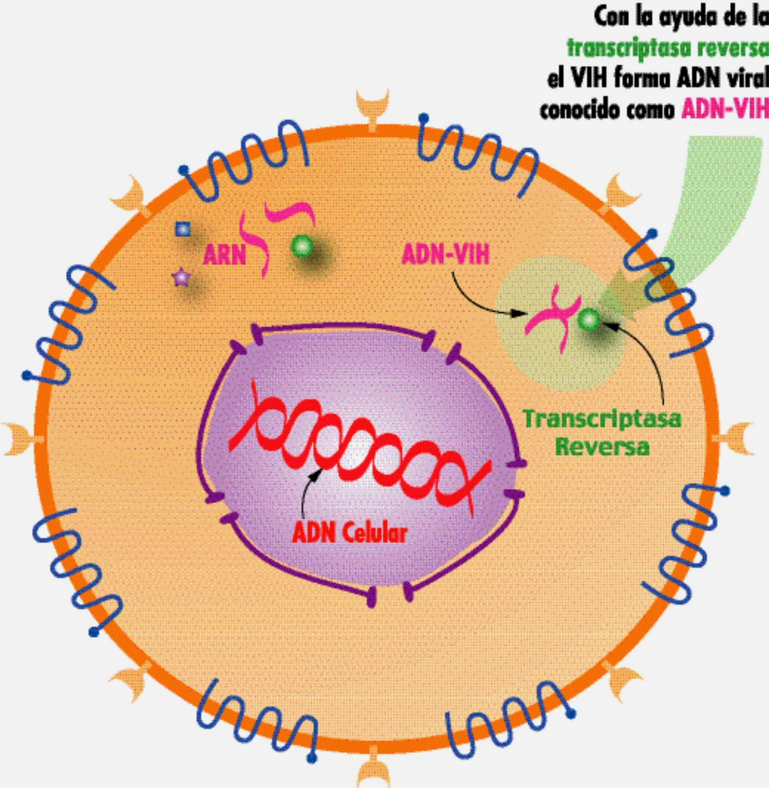 Enfermedad de VIH Sida: El VIH y las Celulas CD4