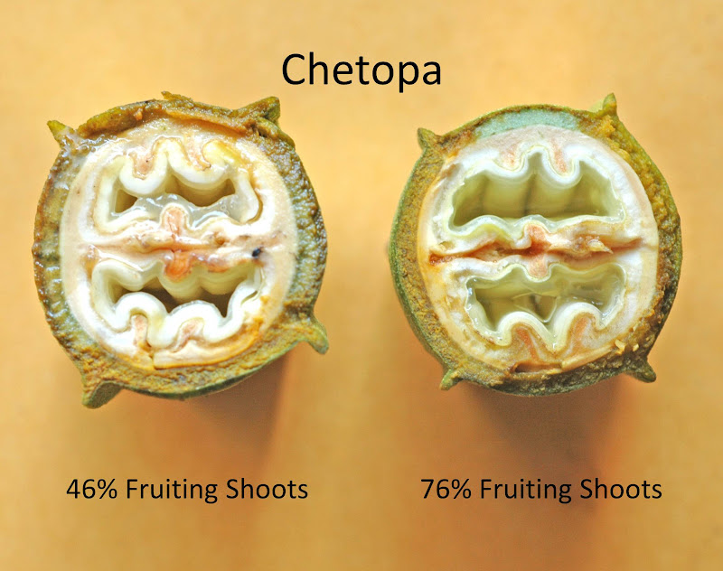 Northern Pecans: Pecan crop load, nut size, and kernel filling