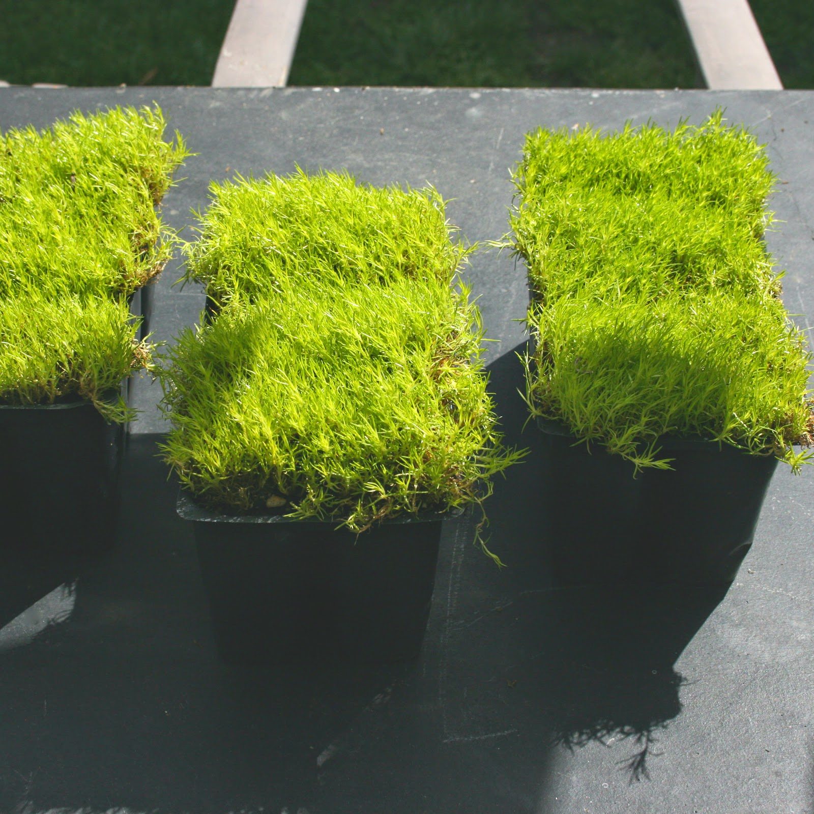 ciao! newport beach: an easy moss centerpiece for Easter
