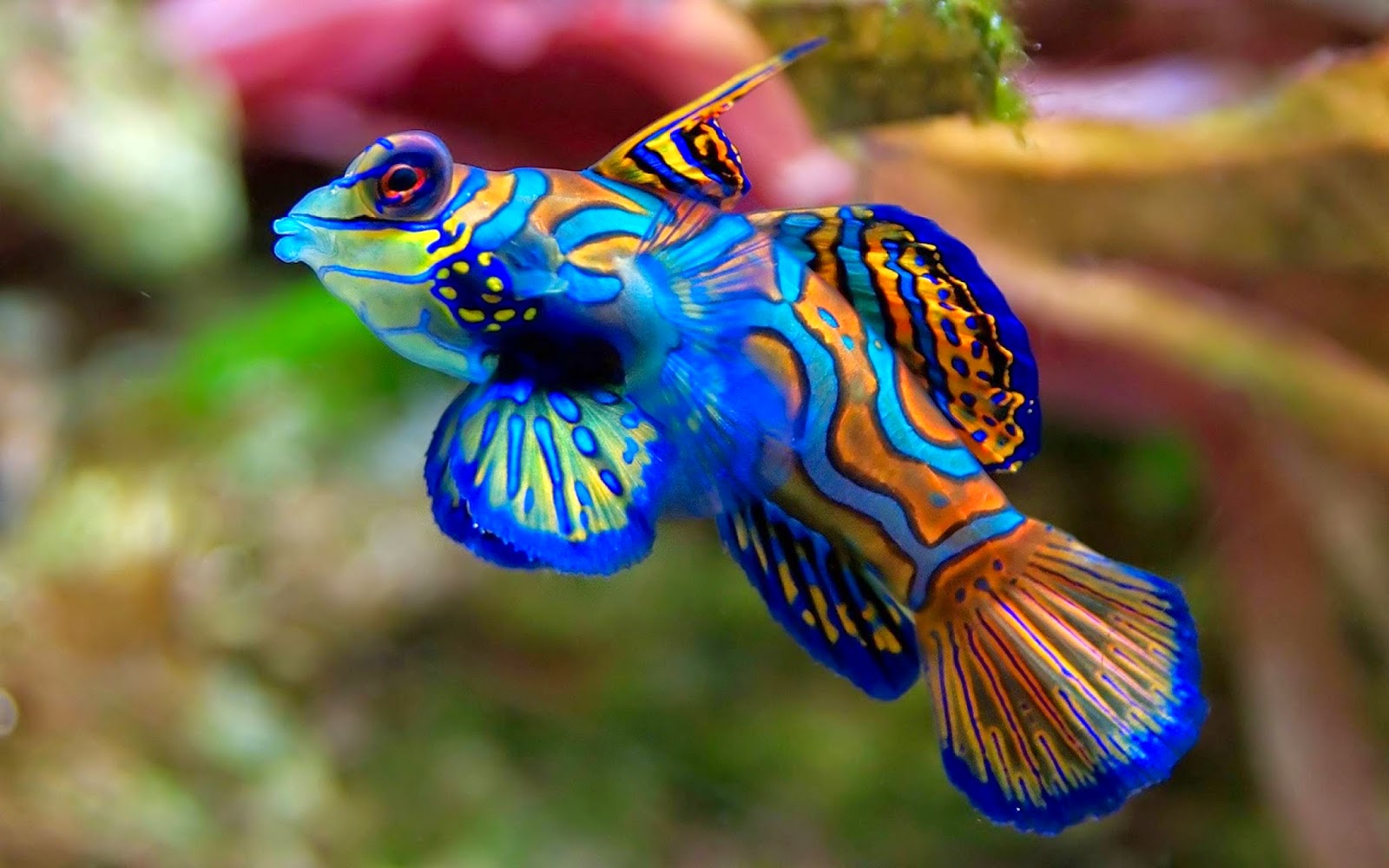 Ewallpics: 40 Amazing Fish Wallpapers
