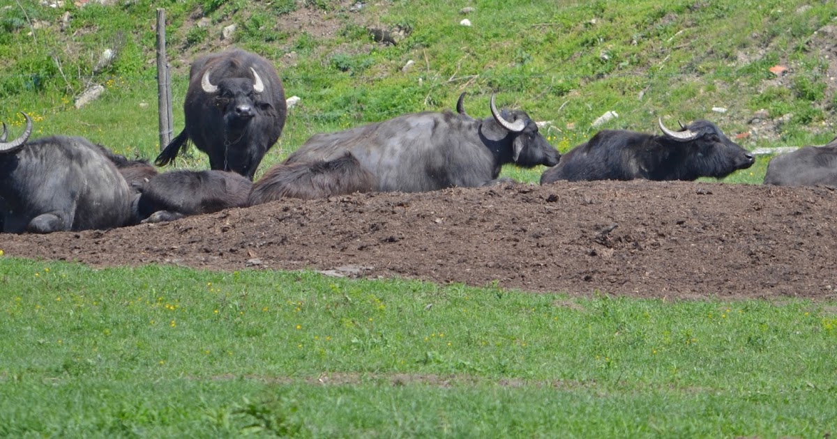 Spring at the Buffalo Farm
