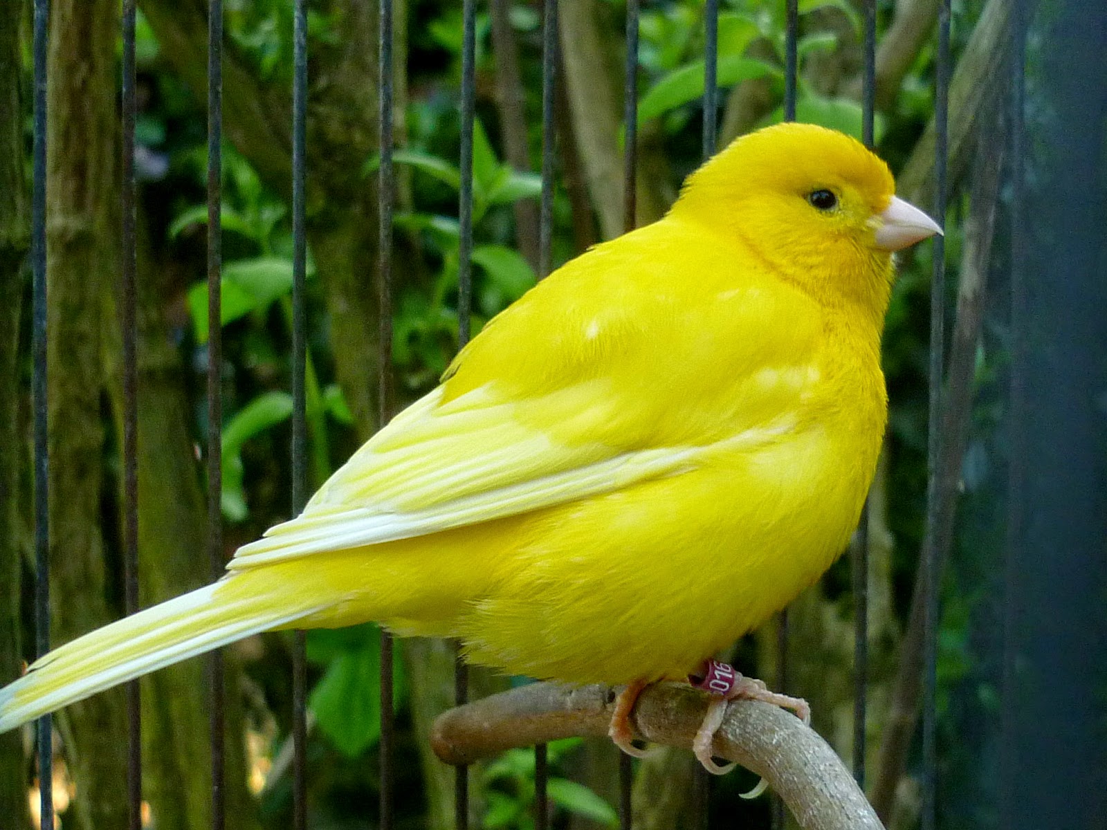 alkanari bird & fish: al kanari bird and fish