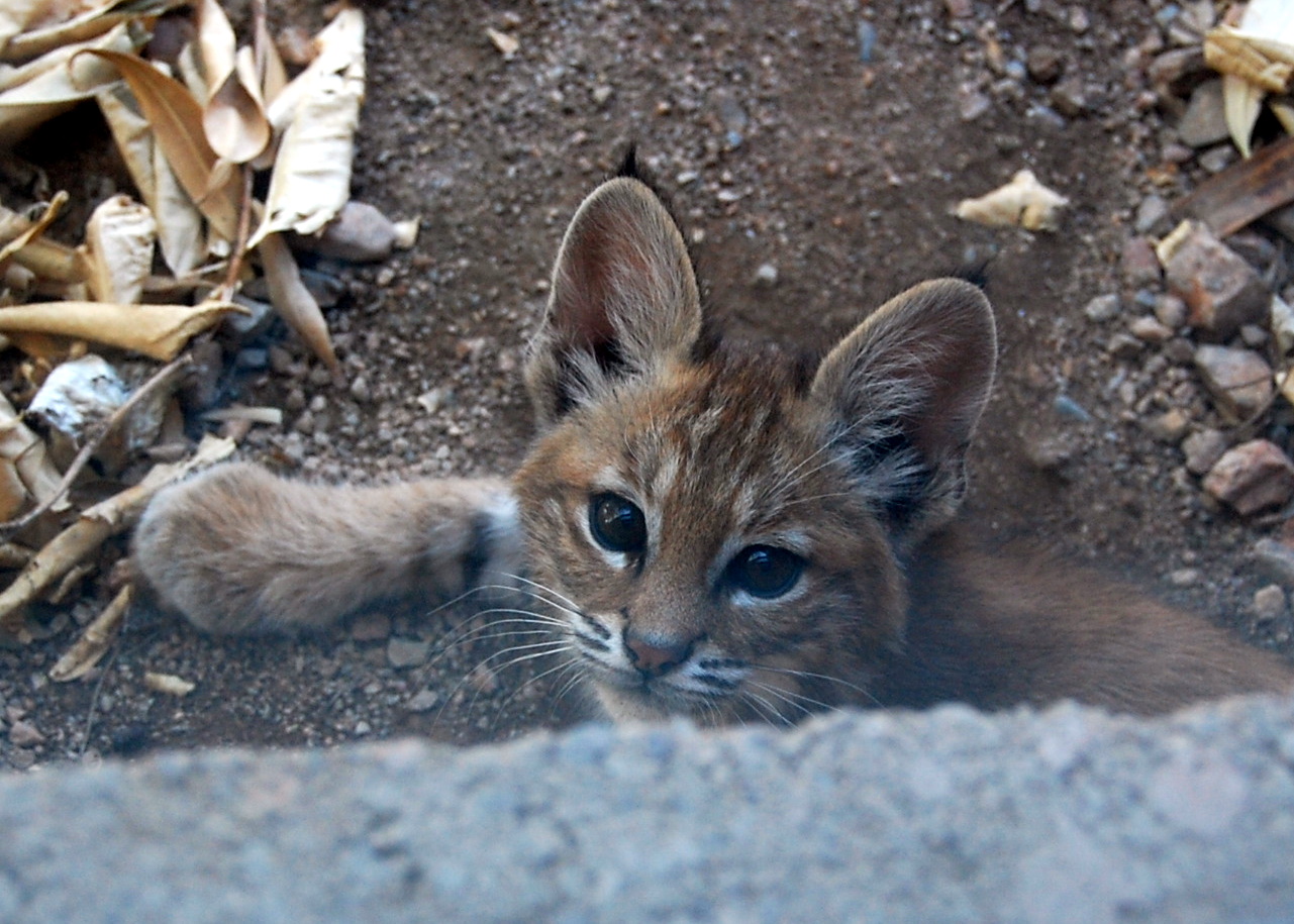 SurviveAZ: Bobcat Kitten - Chilling next to our house