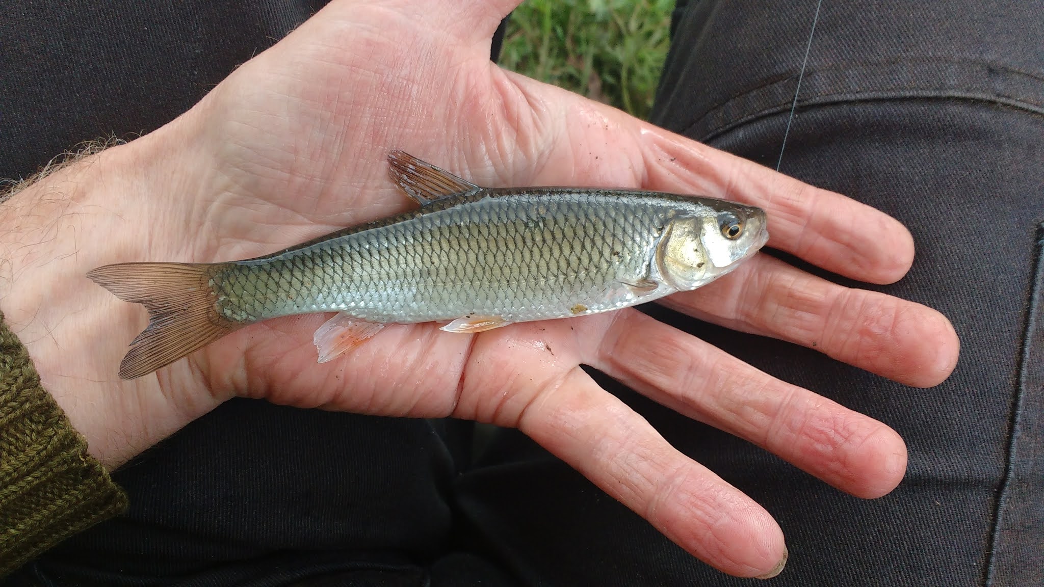 Jorvik Angler: Exploring Old Haunts III