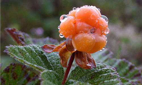 Bushmans Wild Hiking: Cloudberry / WILD FOOD FOR FREE