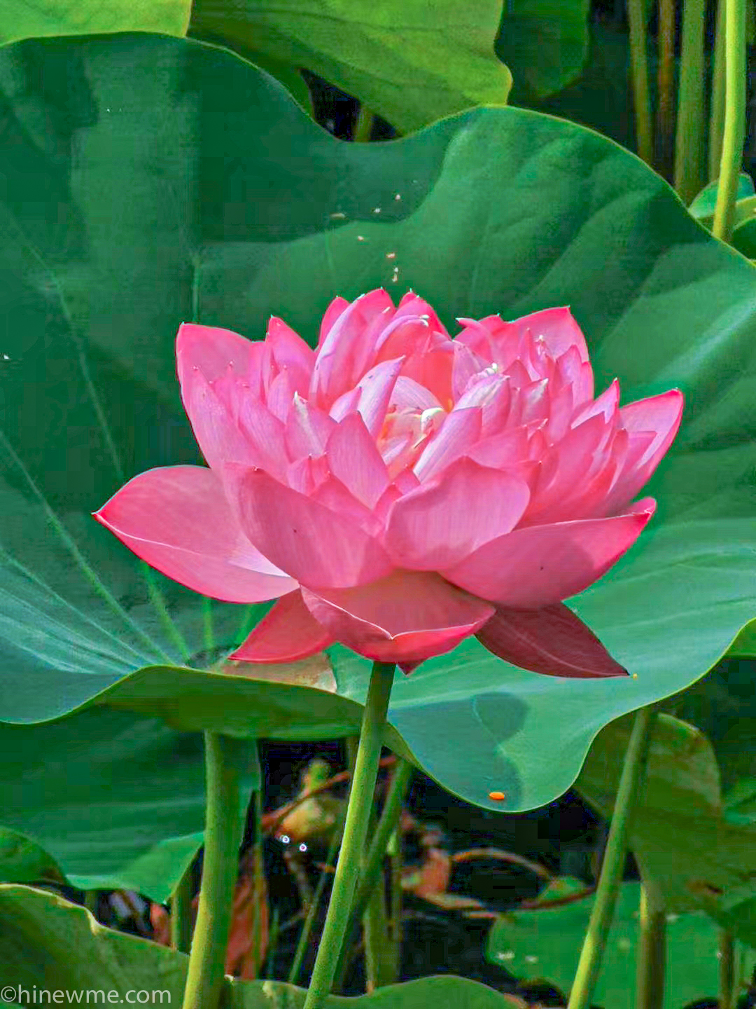 26+ Lotus flower photograph, and 6 tips, come to see our tips