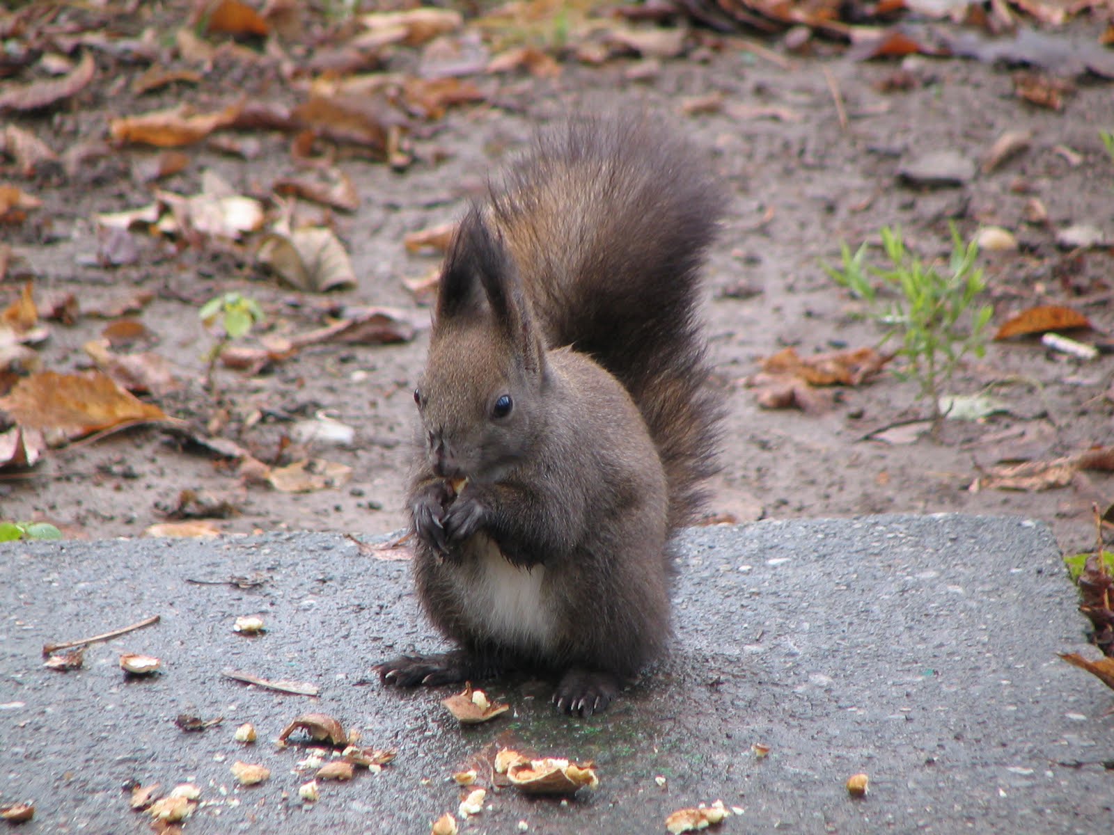 LA MULTI ANI, ROMANIA!: Veverita
