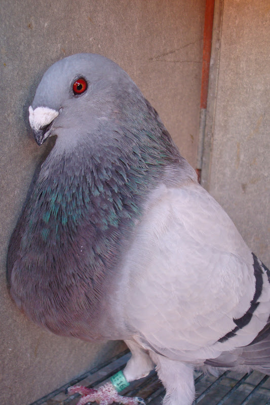 JOSE ANTONIO: CONSEJO SOBRE LA PINTURA DE LOS PALOMOS