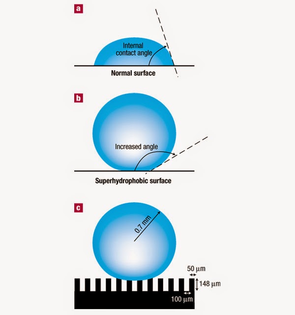 QUÍMICA E TECNOLOGIA: Efeito Lotus (efeito autolimpante)