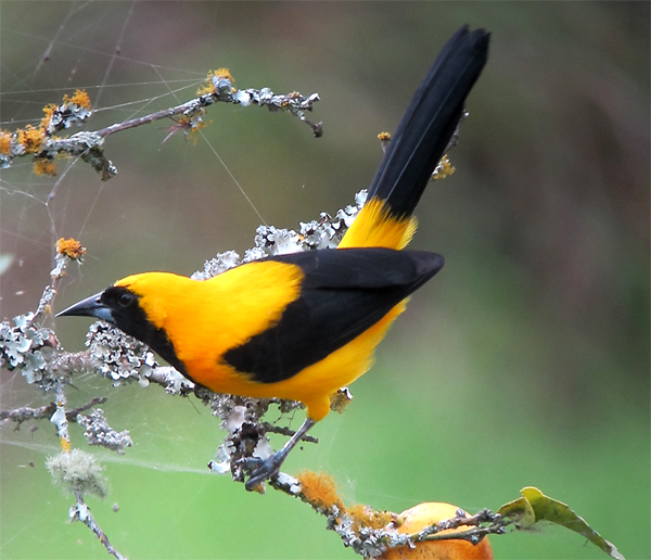 Bellas Aves de El Salvador: Icterus chrysater (chiltota de espalda ...