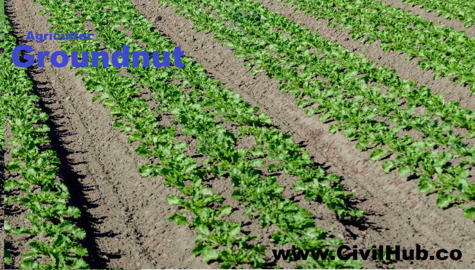 Types of Crops | Season | Ideal Weather | Multiple Cropping | Hybrid ...