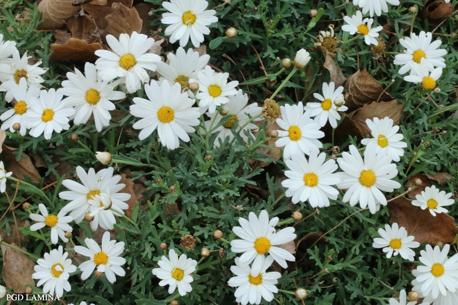 MATRICARIA MARITIMA. matricaria.