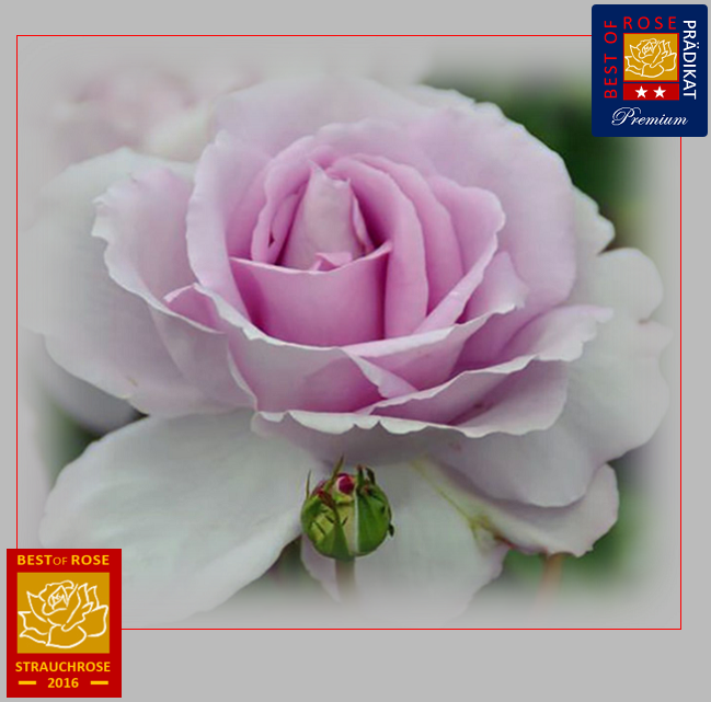 BEST-of-ROSE: SYNACTIF BY SHISEIDO