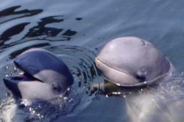 Fauna y flora en peligro de extinción: Delfín Irrawaddy
