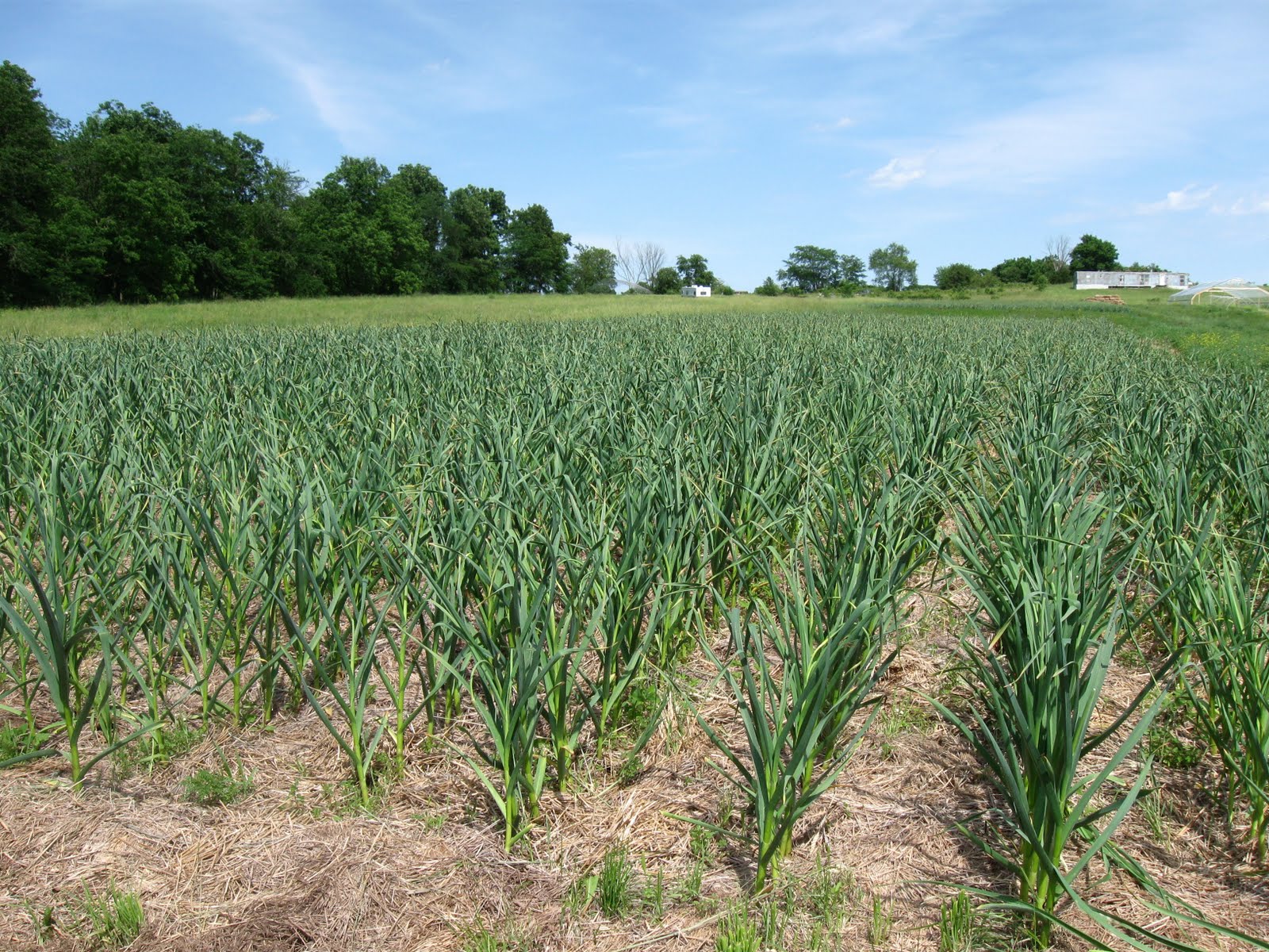 Echollective Farm and CSA: Photos