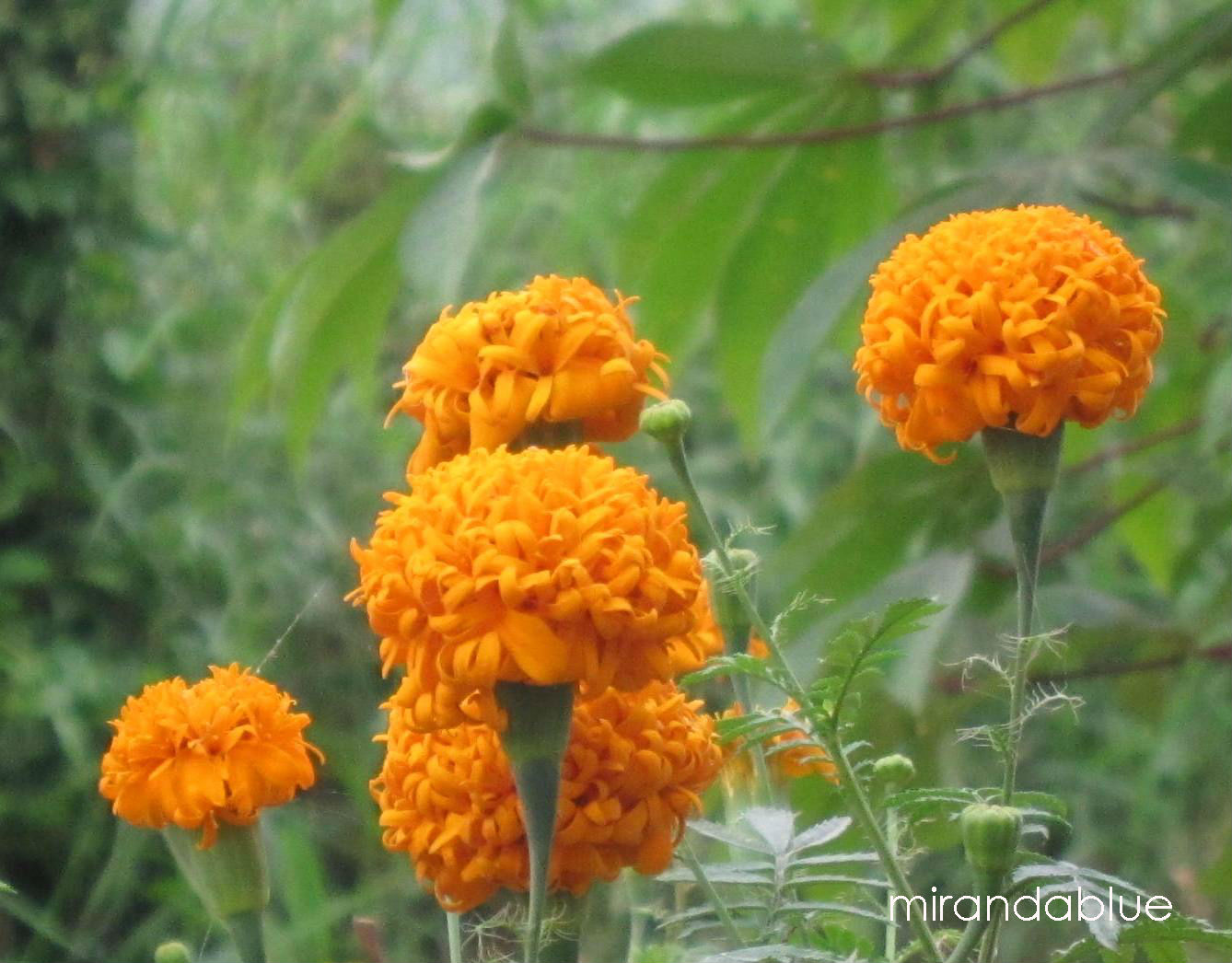 Live in the Moment: Marigold