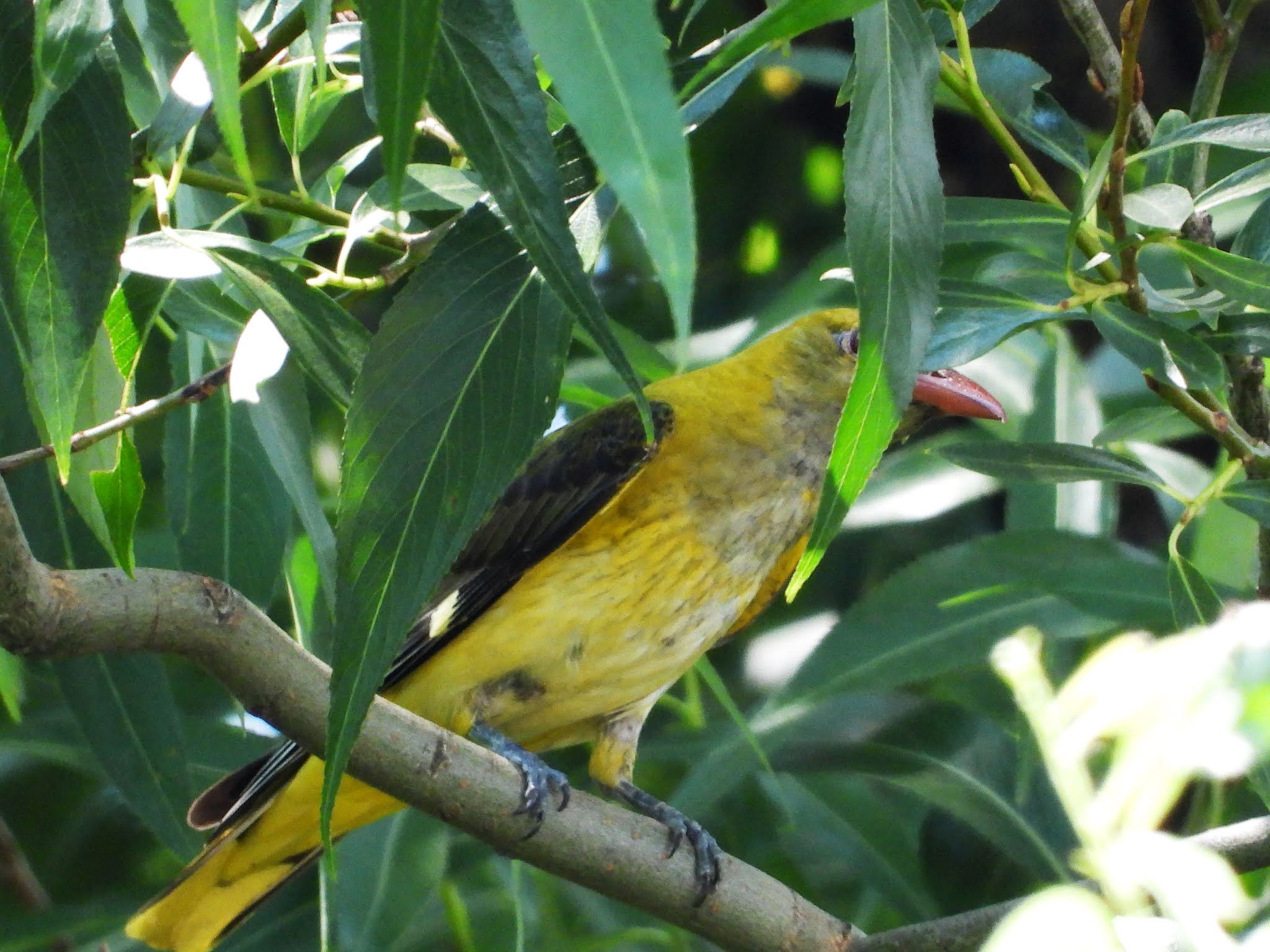 PASARI DIN ROMANIA: GRANGUR, Oriolus oriolus