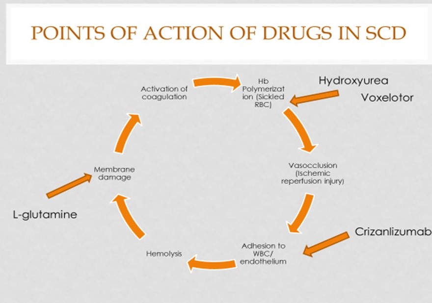Bark Di Trute!: Current Landscape in the Pharmacotherapy of Sickle Cell ...