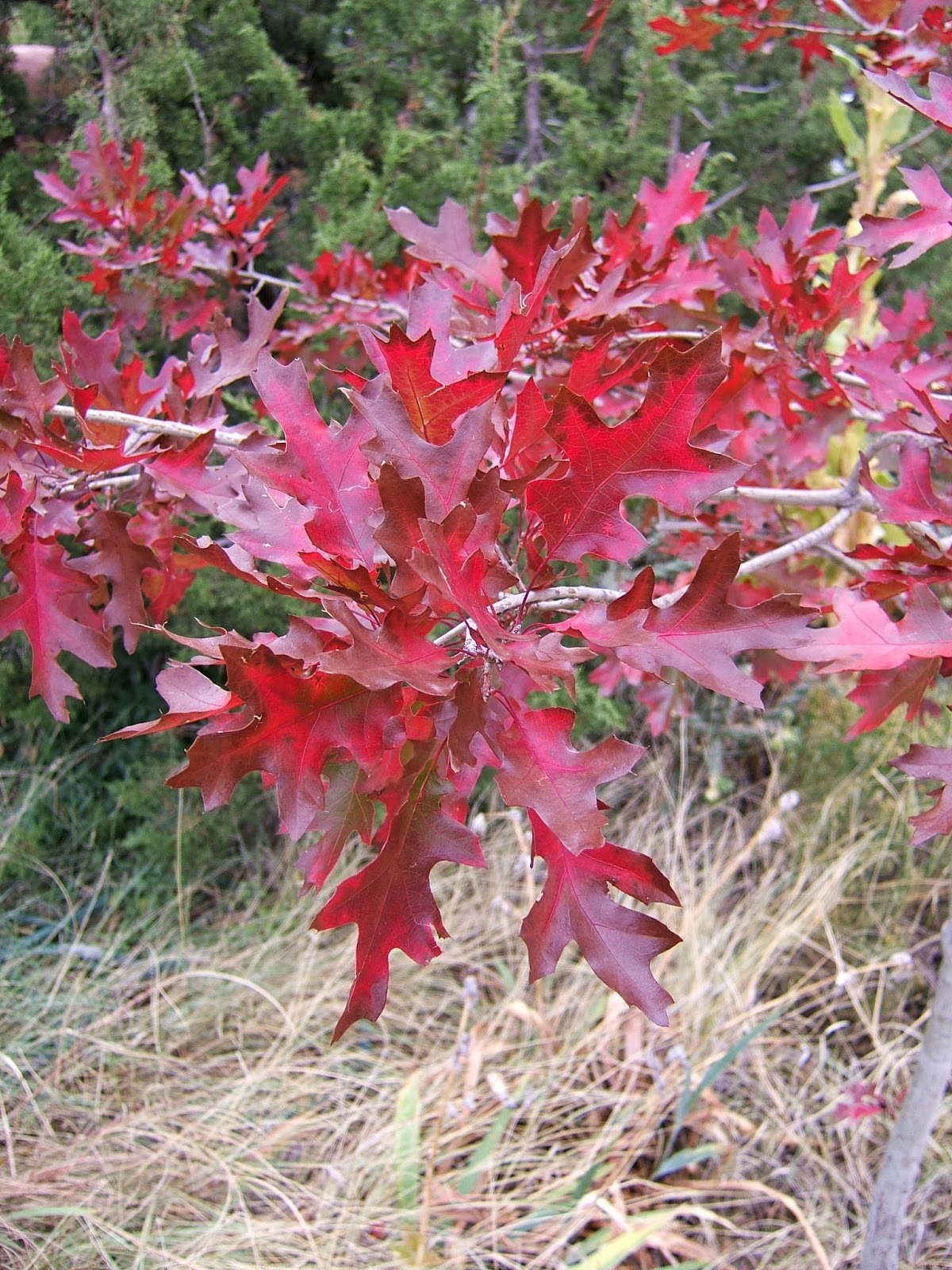 Come and See The Show!