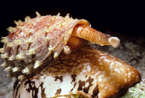 AVEEK- Blogs: Cone snail