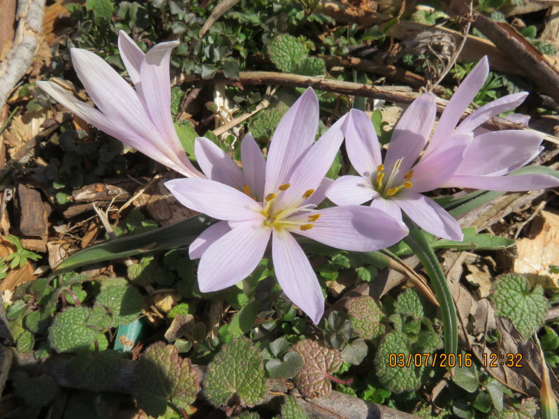 My Virtual Maryland Garden: Colchicum hungaricum, a colchicum for late ...