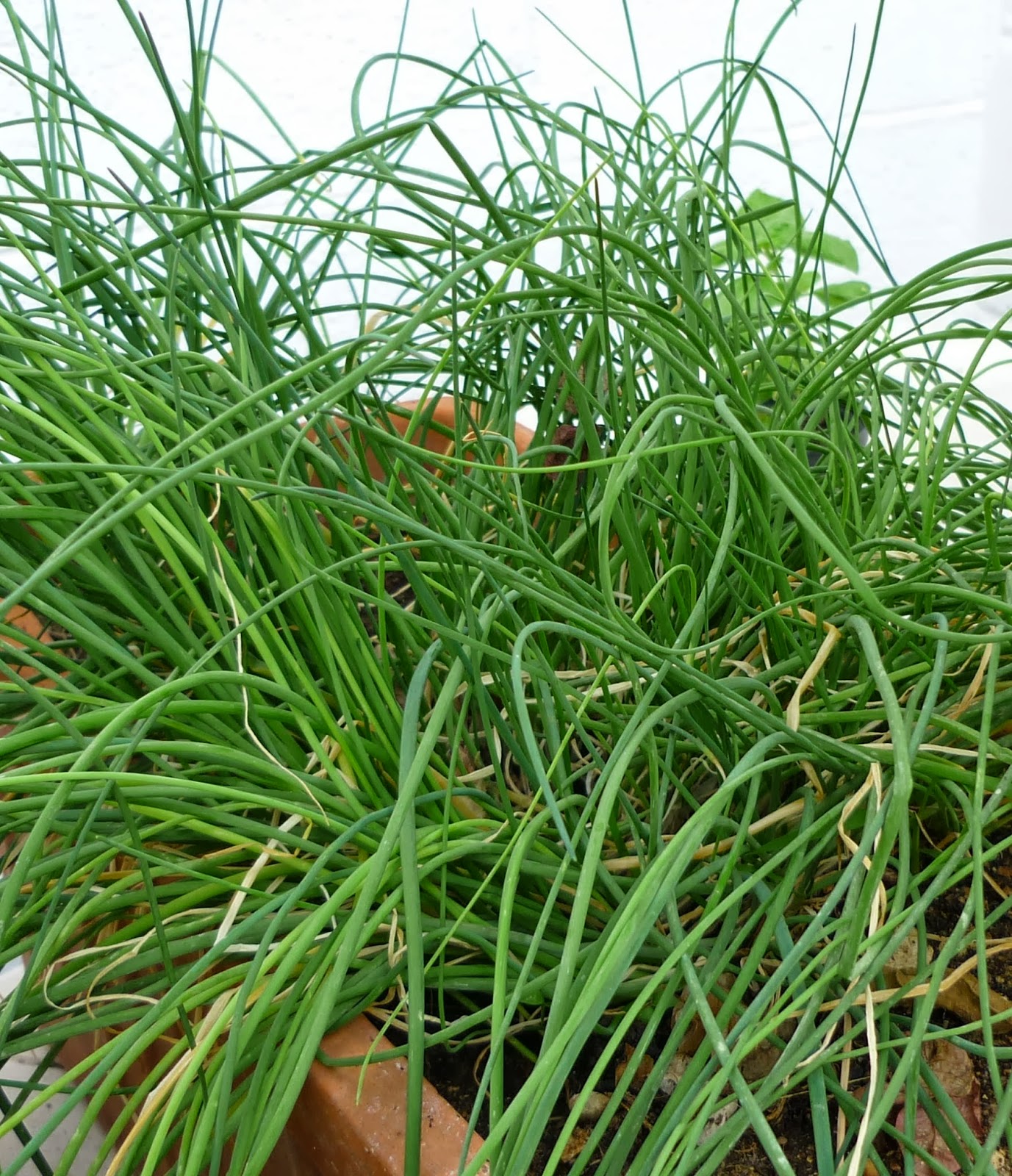 La alacena de la abuela Carmen: TORTILLA DE CEBOLLINOS