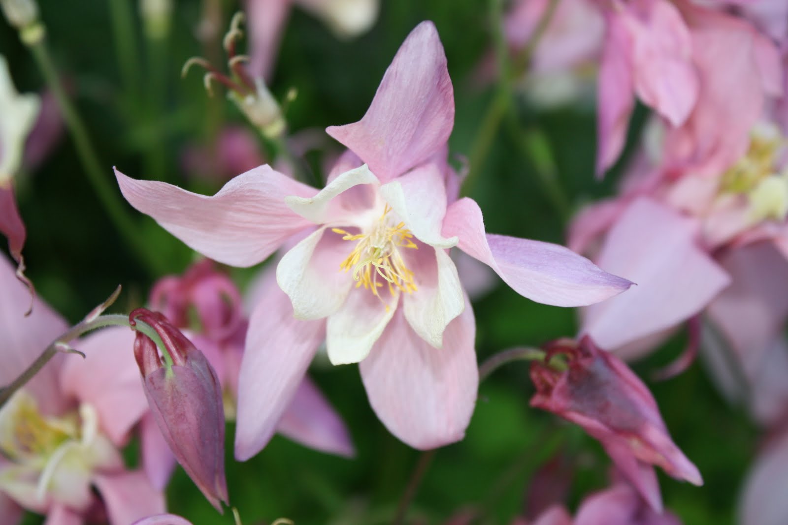 Planter i bestemors hage: Akeleie