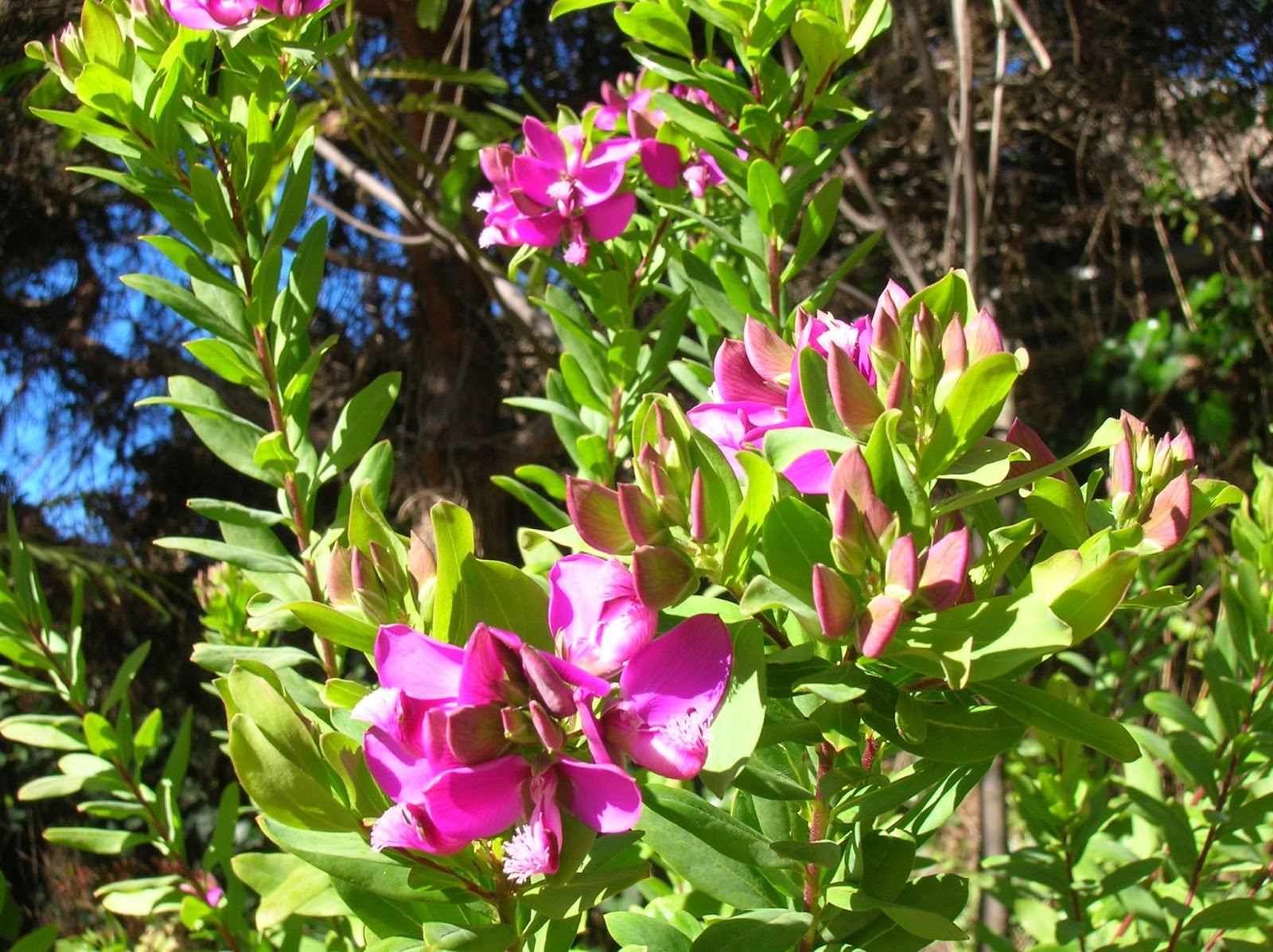 Recregarden: POLYGALA MYRTIFOLIA