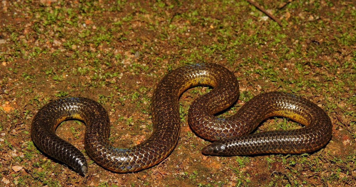 Snakes of Sri Lanka
