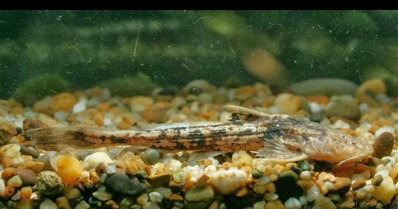 Species New to Science: [Ichthyology • 2003] ปลาขยุยยักษ์พรหมพิราม ...