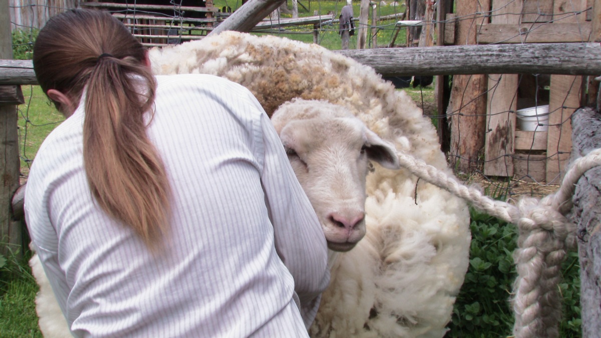 Off-grid on a Northern Goat Farm: Shearing the Sheep