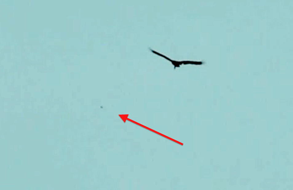 UFO SIGHTINGS DAILY: Alien Orb Investigating Bird Over Washington DC ...