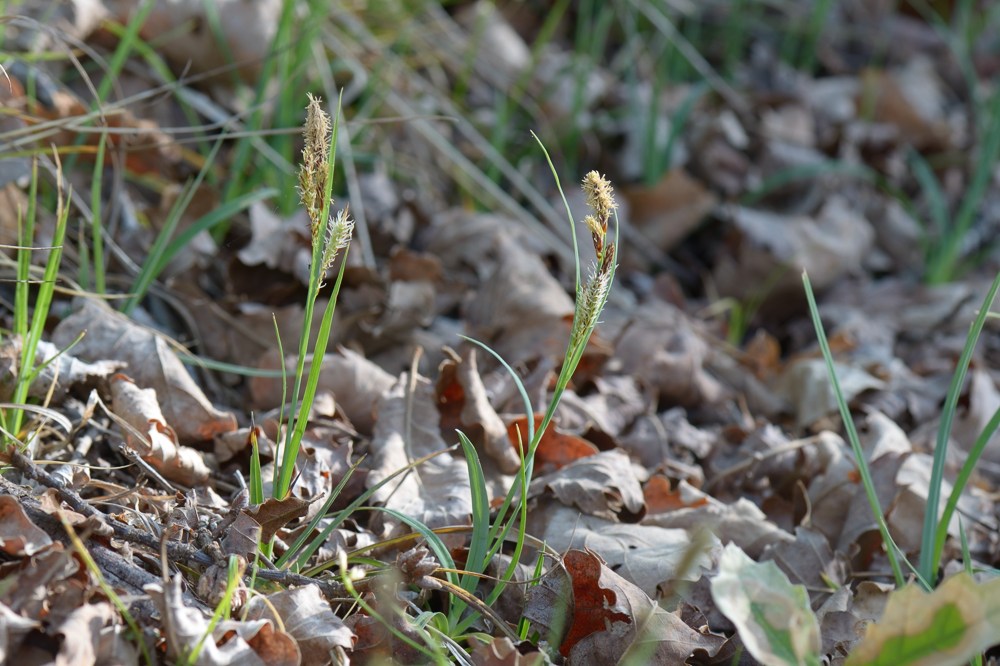 balade botanique: Laîche glauque