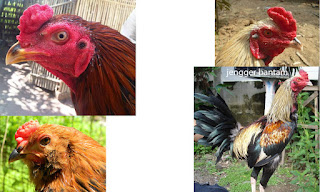 Jenis Jengger atau Pial Ayam yang Wajib Diketahui - Tanam Ternak ala ...