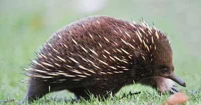 Synapsida: The Echidna's Incredible Expanding Testicles