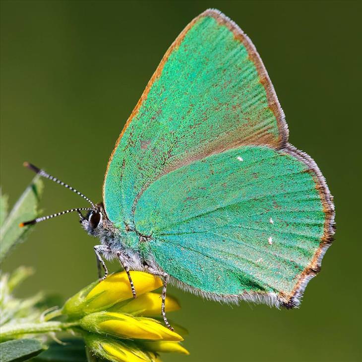 Clancy Tucker's Blog: 1 February 2020 - Adam Gor's Stunning Macro ...