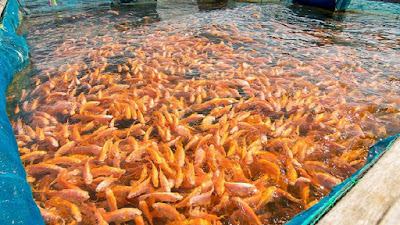 Aquaculture Breeding