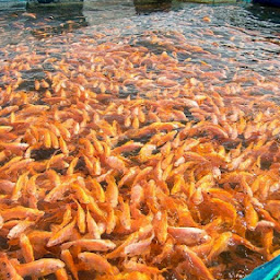 Aquaculture Breeding