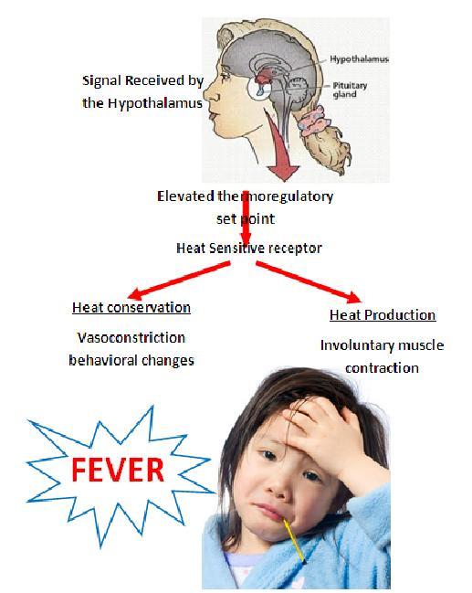 N204-Group5: Diagram of Fever's role in Infection and Inflammation