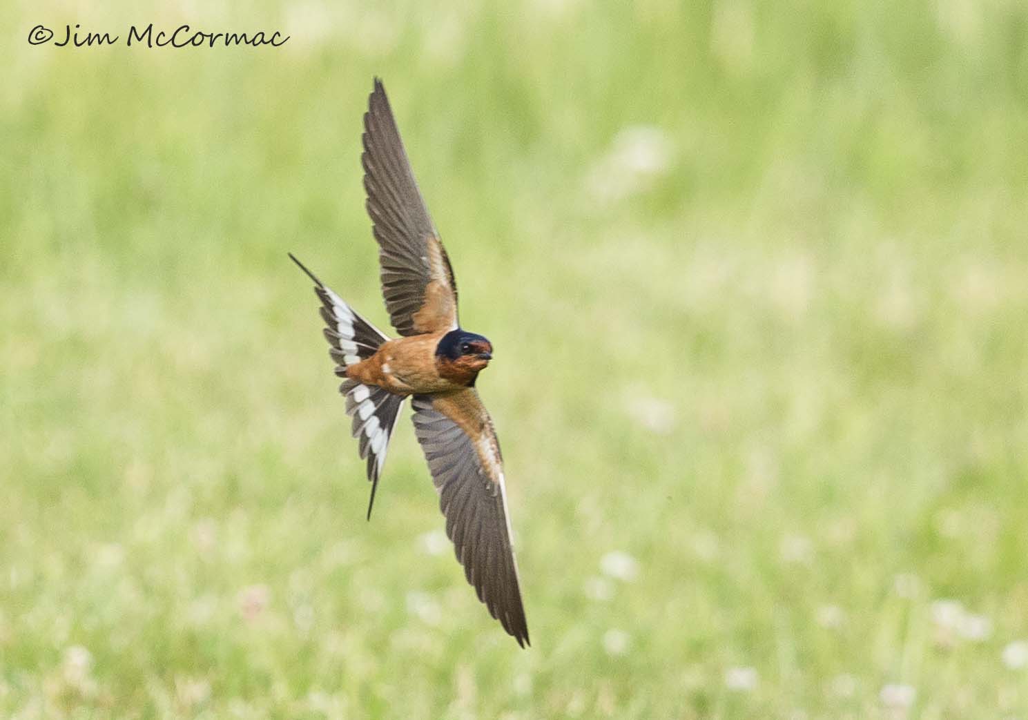 Ohio Birds and Biodiversity: Shooting swallows in flight: Good luck!
