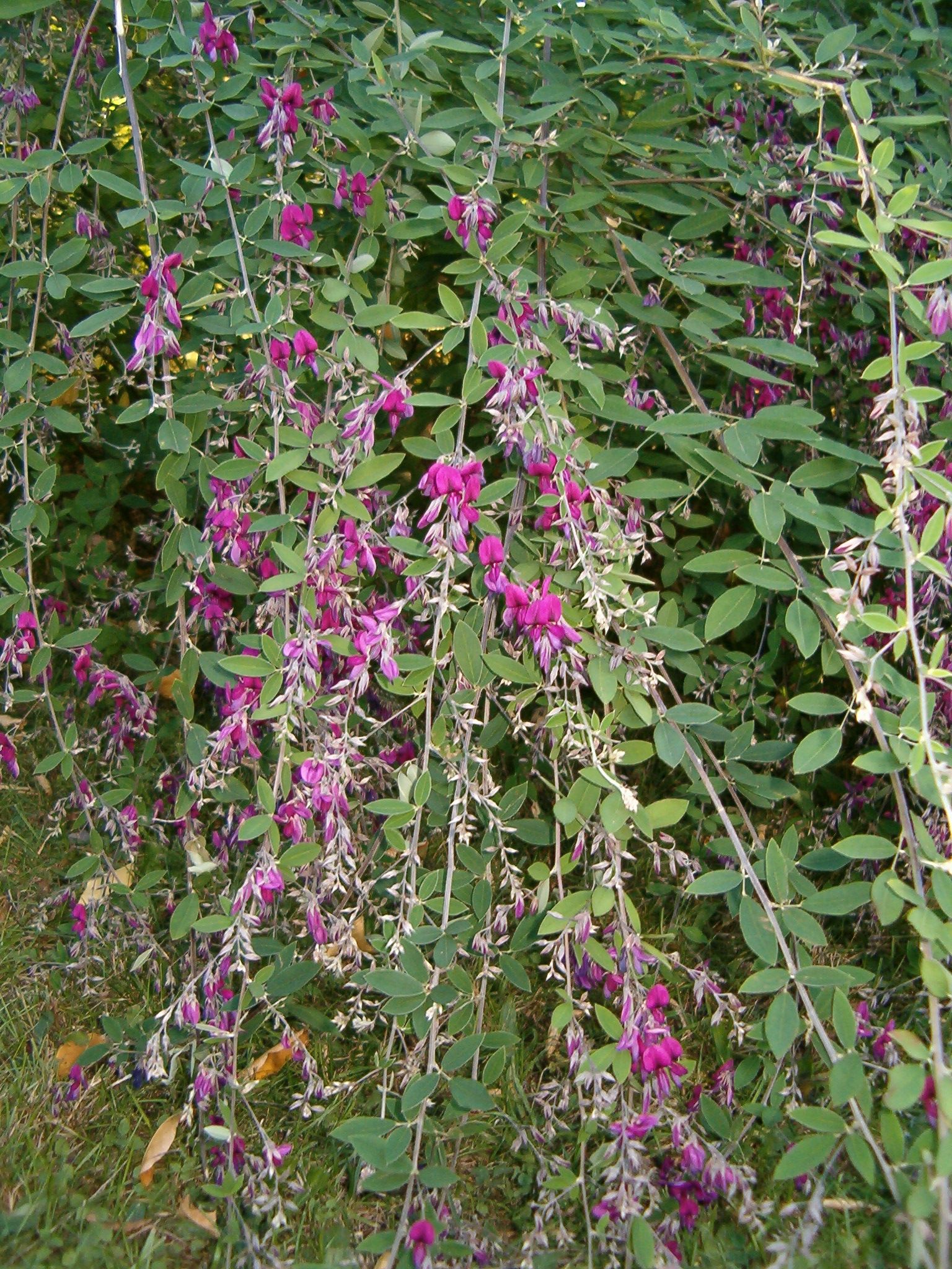Variety of Life: Lespedeza