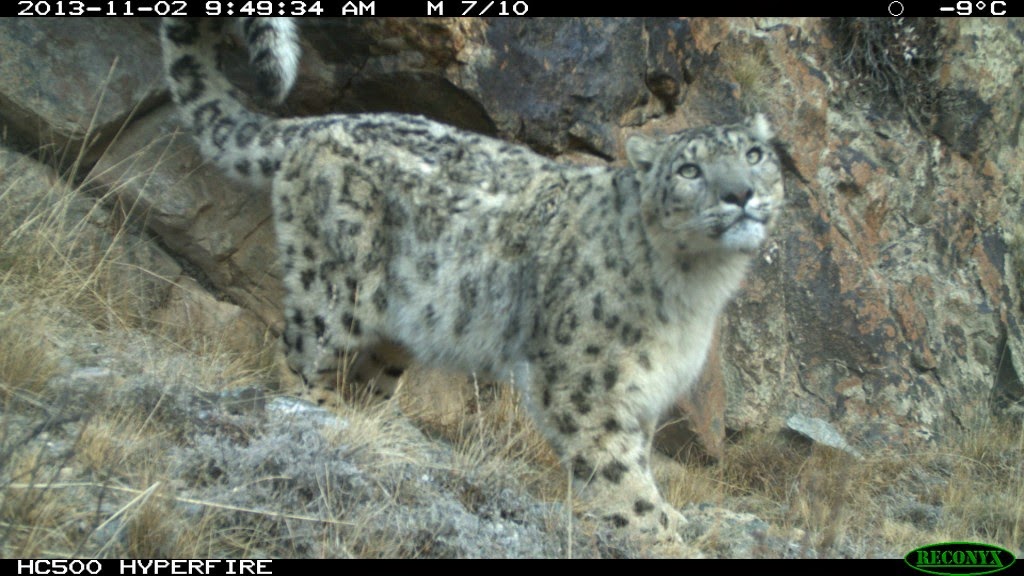 Anti-poaching program goes national in Kyrgyzstan