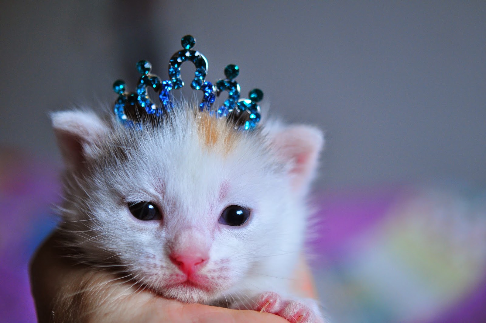 moments of perfect clarity: royal kittens