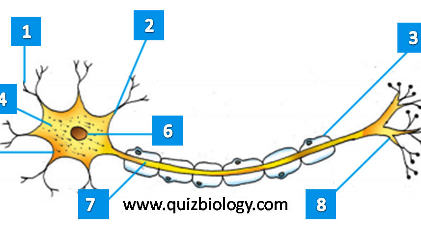 Neuron Labeled And Functions