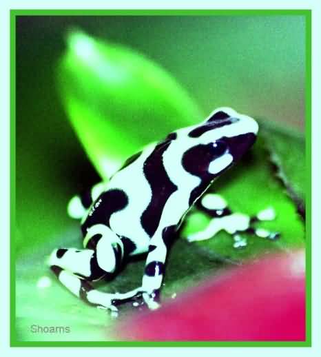 Animal Photo: Frog Beautiful Skin Colors