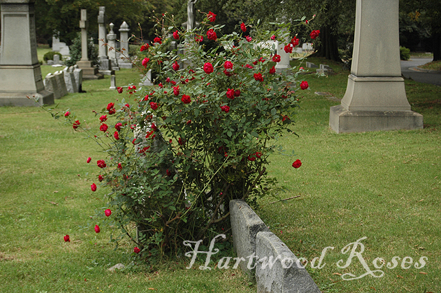 Hartwood Roses: Rockin' the Red (Roses) in Hollywood Cemetery