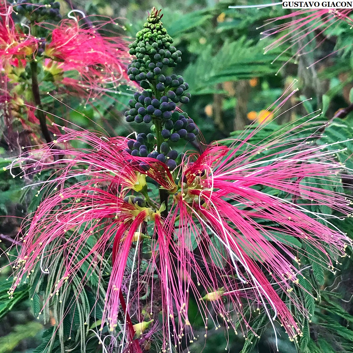 Viveiro Ciprest - Plantas Nativas e Exóticas: Caliandra Candelabro ou ...